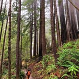 Tall Trees Grove Loop Trail, California - 2,156 Reviews, Map | AllTrails