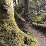 Amanda's Trail, Oregon - 548 Reviews, Map | AllTrails