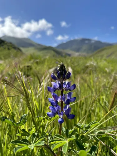 Best River Trails in Wind Wolves Preserve | AllTrails