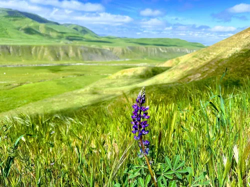 Best River Trails in Wind Wolves Preserve | AllTrails