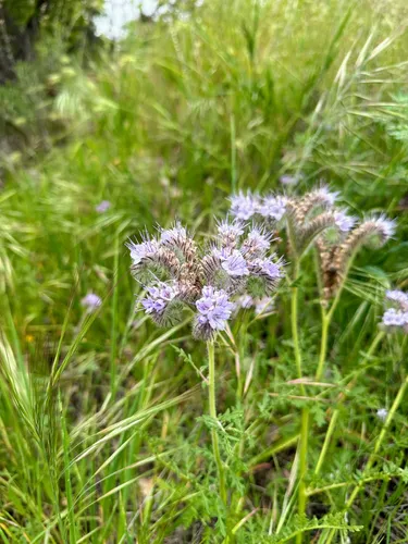 Best River Trails in Wind Wolves Preserve | AllTrails