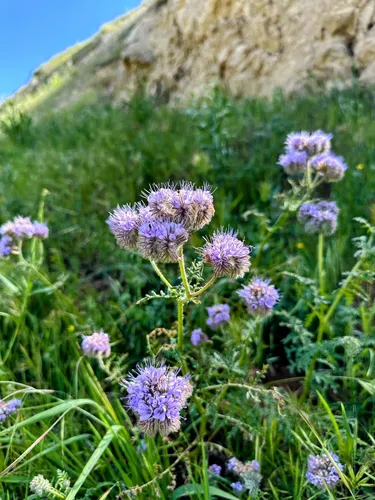 Best River Trails in Wind Wolves Preserve | AllTrails