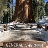 General Sherman Tree Trail, California - 2,740 Reviews, Map | AllTrails