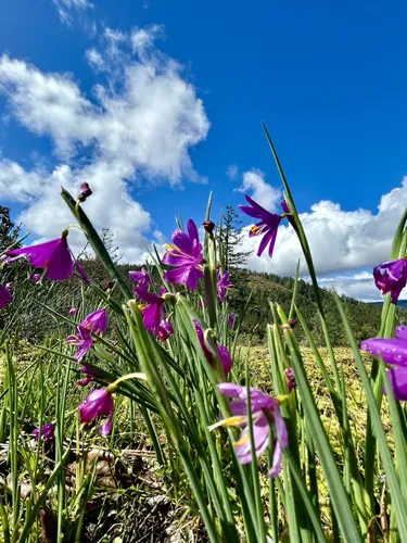 Best Forest Trails in Mount Wells Regional Park | AllTrails