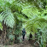 Mount Victoria Track, Victoria, Australia - 287 Reviews, Map | AllTrails