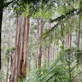 Mount Victoria Track, Victoria, Australia - 287 Reviews, Map | AllTrails