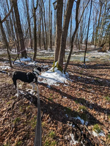Best Easy Trails in Salt Springs State Park | AllTrails