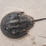 Crowes Pasture Conservation Area Loop, Massachusetts - 192 Reviews, Map ...