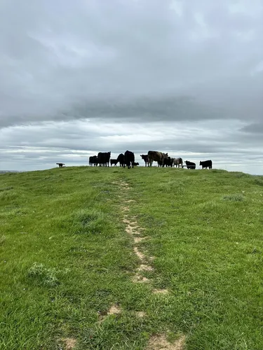 Best Hikes and Trails in Rush Ranch | AllTrails