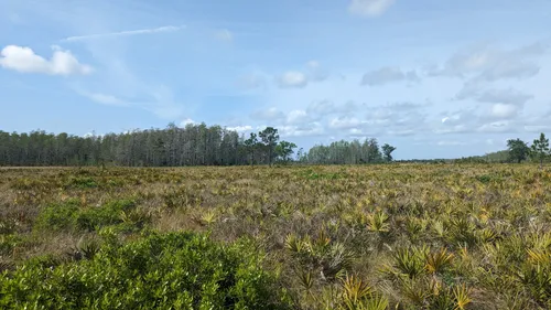 Best Hikes and Trails in Disney Wilderness Preserve | AllTrails