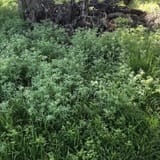 Three Sisters Road Loop, California - 81 Reviews, Map | AllTrails