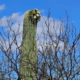 Cactus Forest Loop Drive, Arizona - 462 Reviews, Map | AllTrails