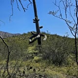 Cactus Forest Loop Drive, Arizona - 462 Reviews, Map | AllTrails