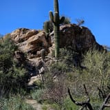 Cactus Forest Loop Drive, Arizona - 462 Reviews, Map | AllTrails