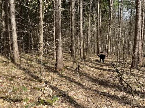 Danby State Forest: de beste routes om te wandelen | AllTrails