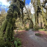 Hall of Mosses Trail, Washington - 5,364 Reviews, Map | AllTrails