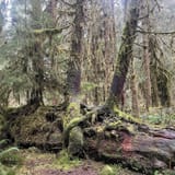 Hall of Mosses Trail, Washington - 5,297 Reviews, Map | AllTrails
