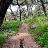 Cold Spring Loop, California - 2,145 Reviews, Map | AllTrails