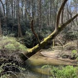 Big Berea Trail, Bull Creek Trail, and White Pine Loop, North Carolina ...