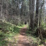 Big Berea Trail, Bull Creek Trail, and White Pine Loop, North Carolina ...