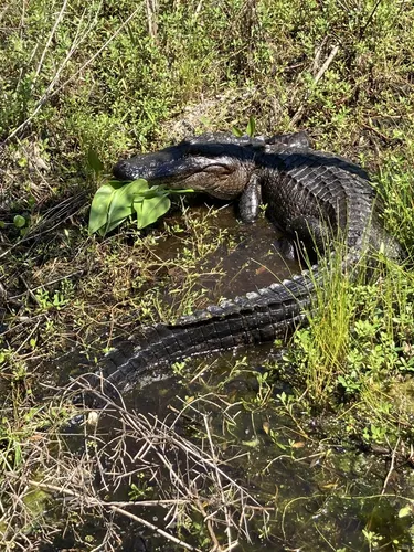 Best Forest Trails in Jean Lafitte National Historical Park and ...