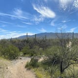 Mica View and Cactus Forest Loop, Arizona - 1,552 Reviews, Map | AllTrails