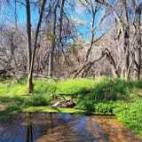 Parsons Trail, Arizona - 745 Reviews, Map | AllTrails