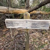 Maddron Bald Trail to Albright Grove Loop, Tennessee - 1,024 Reviews ...
