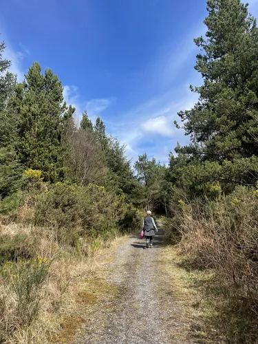 Best Hikes and Trails in Bansha Forest | AllTrails