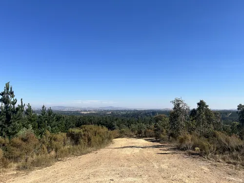 Best Wild Flowers Trails in Creswick State Forest | AllTrails