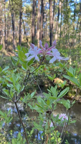 Best Hikes and Trails in Angelina National Forest | AllTrails