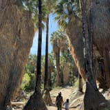 Palm Canyon Trail, California - 1,342 Reviews, Map | AllTrails