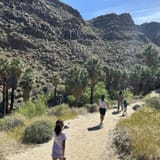 Palm Canyon Trail, California - 1,342 Reviews, Map | AllTrails