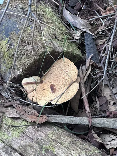 Best Hikes and Trails in Labertouche Cave Geological Reserve | AllTrails