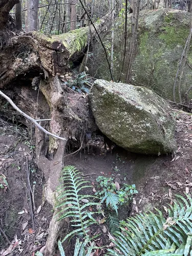 Best Hikes and Trails in Labertouche Cave Geological Reserve | AllTrails