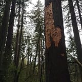 Puyallup Loop Trail, Washington - 1,179 Reviews, Map | AllTrails