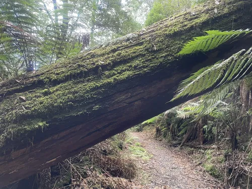 Best Hikes and Trails in Ada River Sawmill Historical and Cultural ...