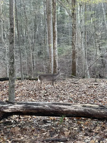 Best Hikes and Trails in Carl Alwin Schenck Memorial Forest | AllTrails