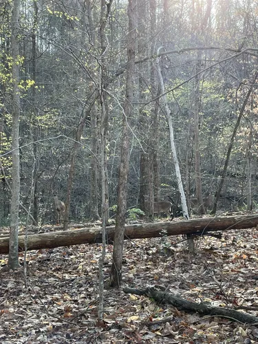 Best Hikes and Trails in Carl Alwin Schenck Memorial Forest | AllTrails