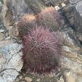 Victory Stairs, Arizona - 876 Reviews, Map | AllTrails