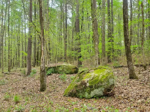 Best Hikes and Trails in Ocmulgee Wilderness Management Area | AllTrails