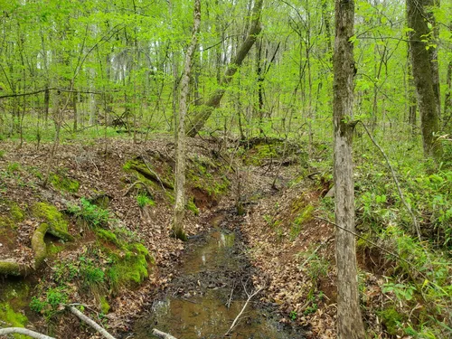 Best Hikes and Trails in Ocmulgee Wilderness Management Area | AllTrails