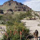 Apache Tears Mine via Perlite Road, Arizona - 848 Reviews, Map | AllTrails