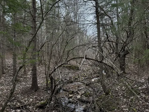 Best Hikes and Trails in Len Gertler Memorial Loree Forest | AllTrails