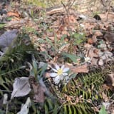 Chestnut Top Trail, Tennessee - 492 Reviews, Map | AllTrails