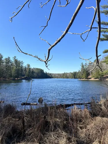 Best Wild Flowers Trails in Gould Lake Conservation Area | AllTrails