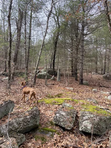 Best Trail Running Trails in Wrentham | AllTrails