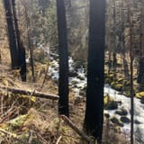 Oneonta Gorge Trail, Oregon - 735 Reviews, Map | AllTrails