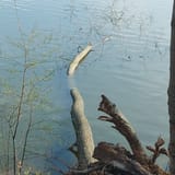 Flat Fork Ridge Trail, Ohio - 1,215 Reviews, Map | AllTrails