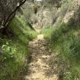 Altadena Crest Trail, California - 662 Reviews, Map | AllTrails